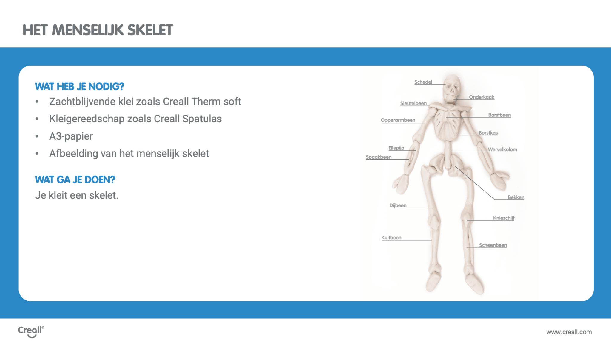 Het menselijk skelet - Leapo