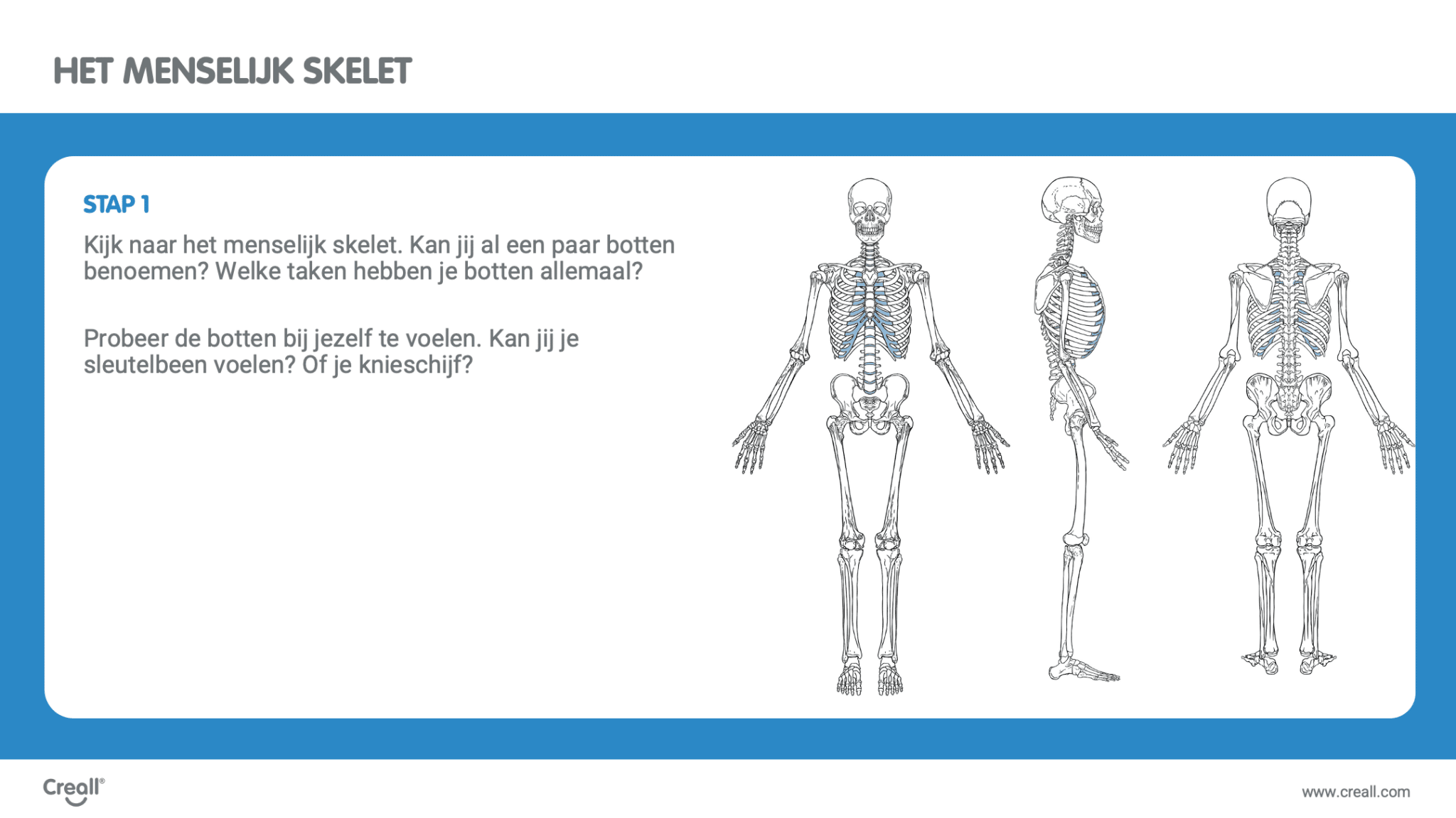Het menselijk skelet - Leapo