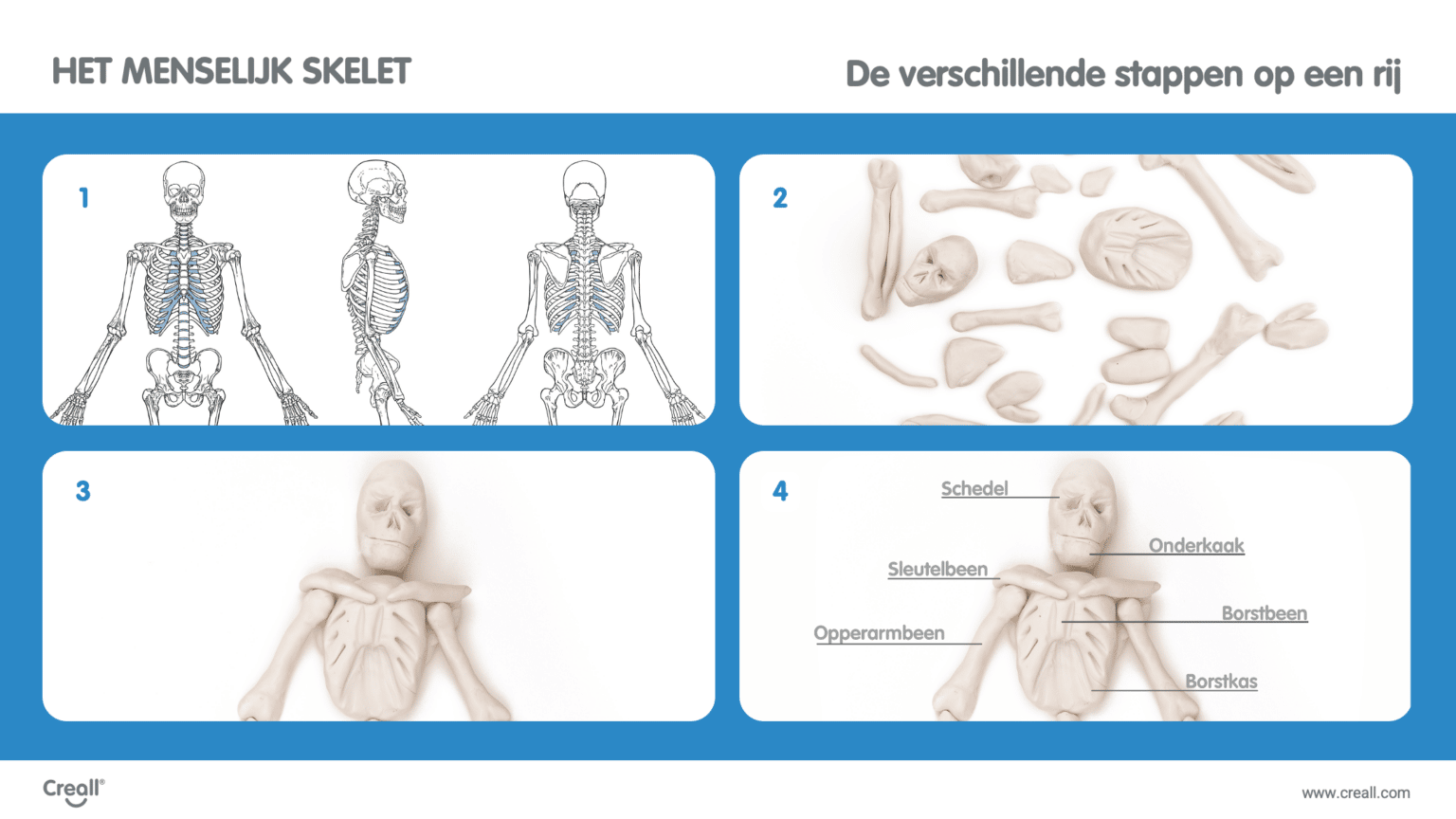Het menselijk skelet - Leapo