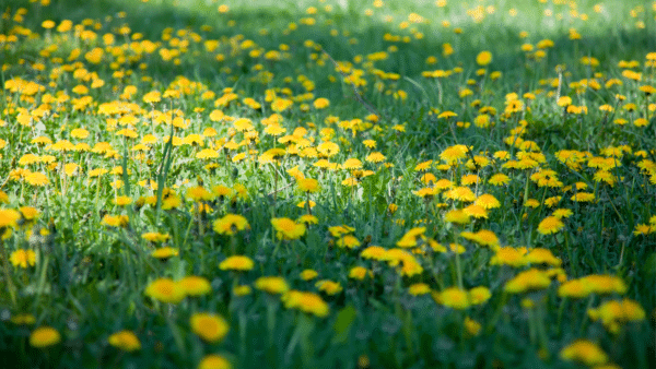 Paardenbloem - Leapo